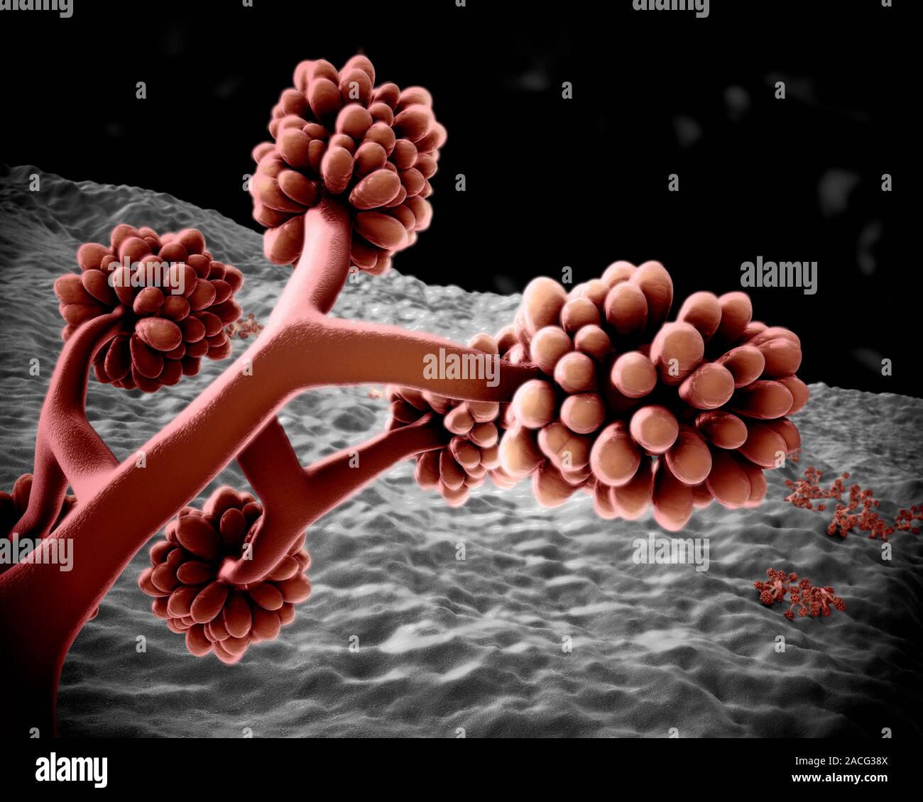 Grey mould fungal spores, computer artwork. Grey mould (Botrytis ...