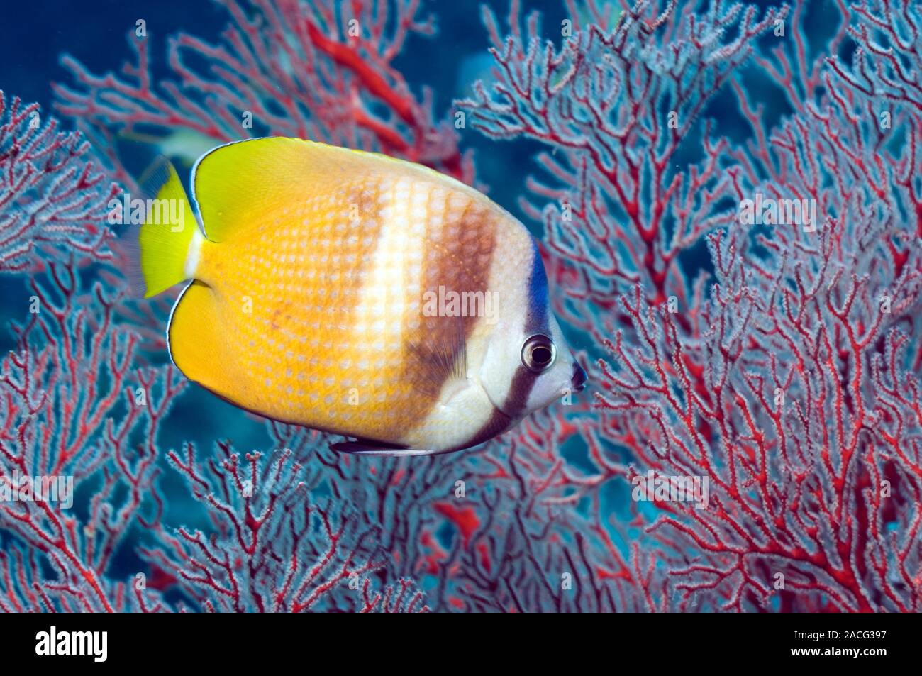 Klein's butterflyfish (Chaetodon kleinii) in front of a sea fan, or ...