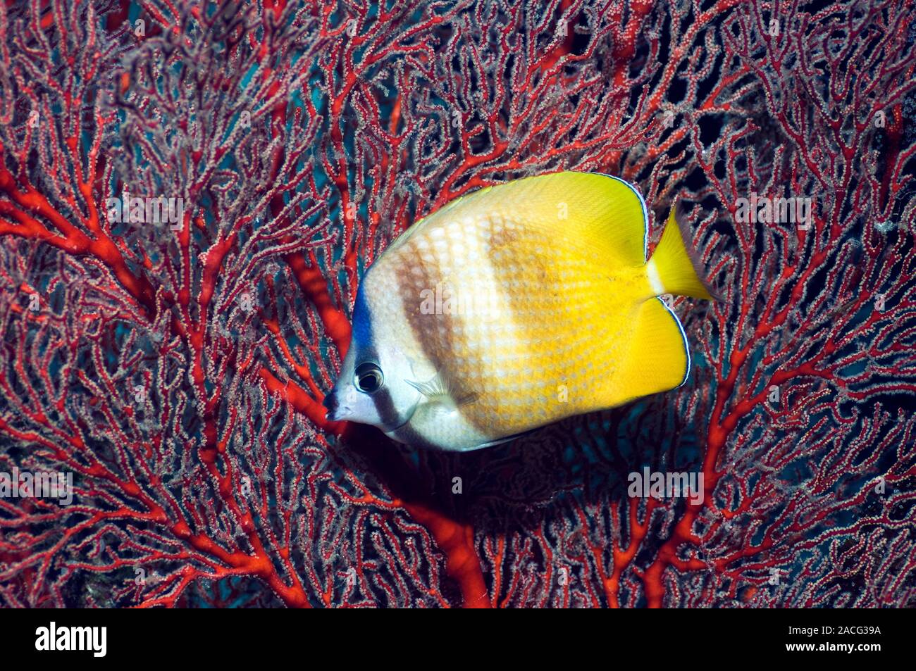 Klein's butterflyfish (Chaetodon kleinii) in front of a sea fan, or ...