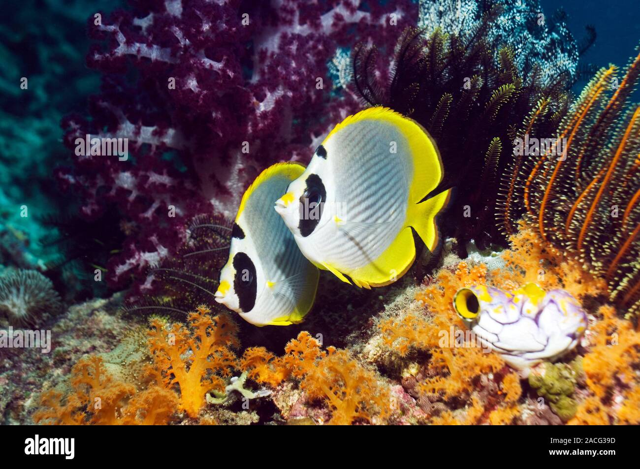 Panda butterflyfish (Chaetodon adiergastos) over a coral reef ...