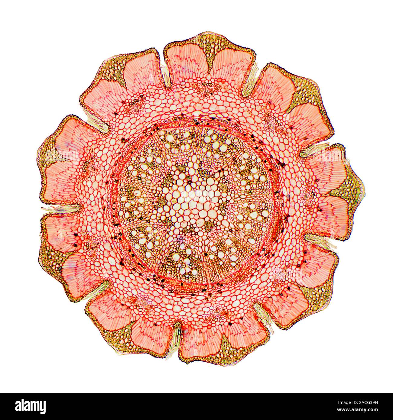 She-oak stem. Light micrograph of a transverse section through the stem ...