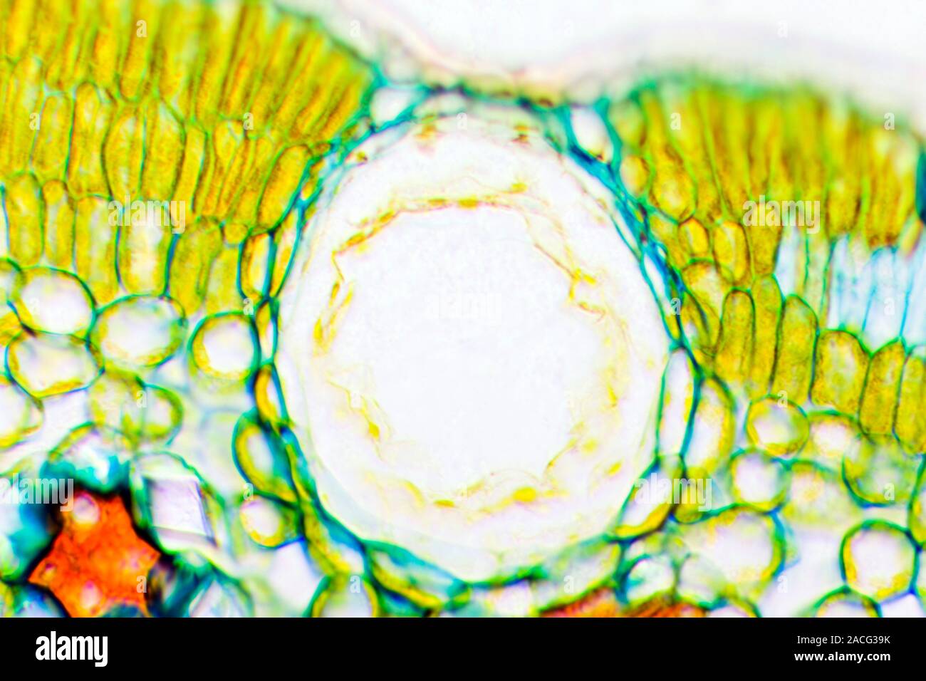 Heather leaf stomata. Light micrograph of a transverse section through ...