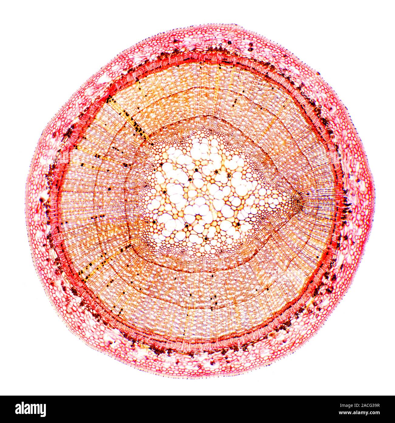 Mountain andromeda stem. Light micrograph of a transverse section ...