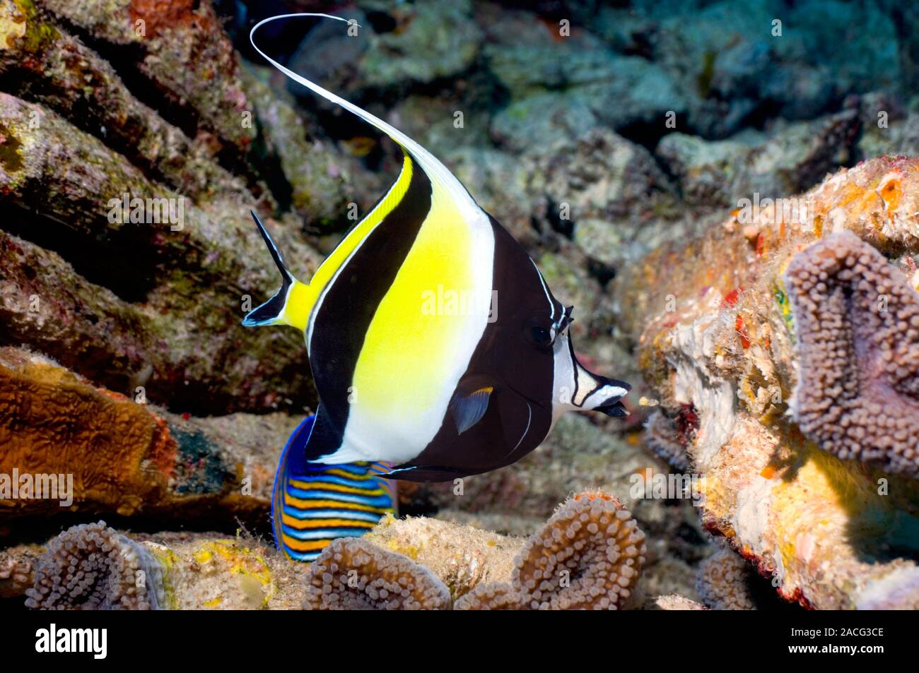 Moorish idol (Zanclus cornutus) swimming over a coral reef. Photographed in Bunaken National ...