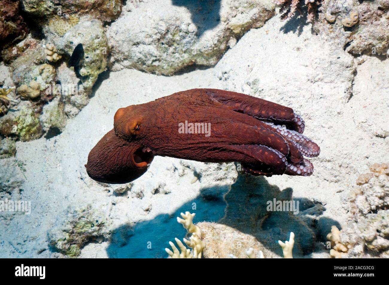 Day octopus (Octopus cyanea). Photographed in the Red Sea, Egypt Stock ...