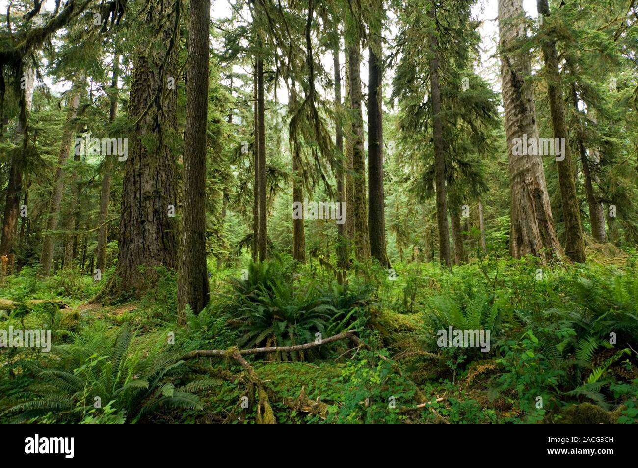Hoh temperate rainforest, Olympic National Park, Washington, USA Stock ...