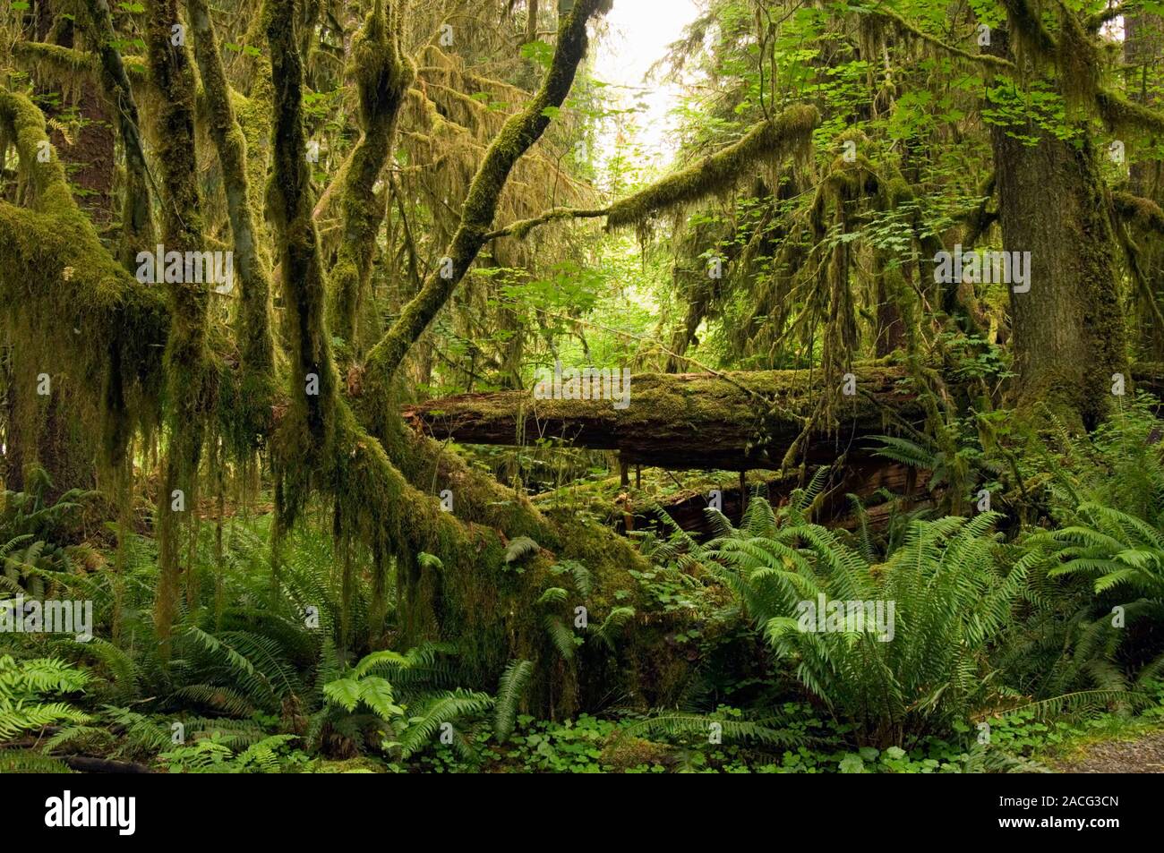 Hoh temperate rainforest, Olympic National Park, Washington, USA Stock ...