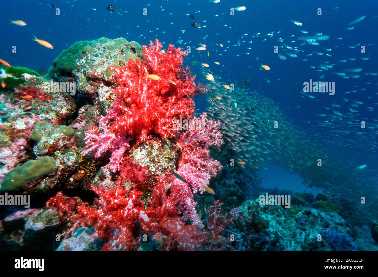 Pygmy sweeper fish (Parapriacanthus ransonetti) over a coral reef Stock ...