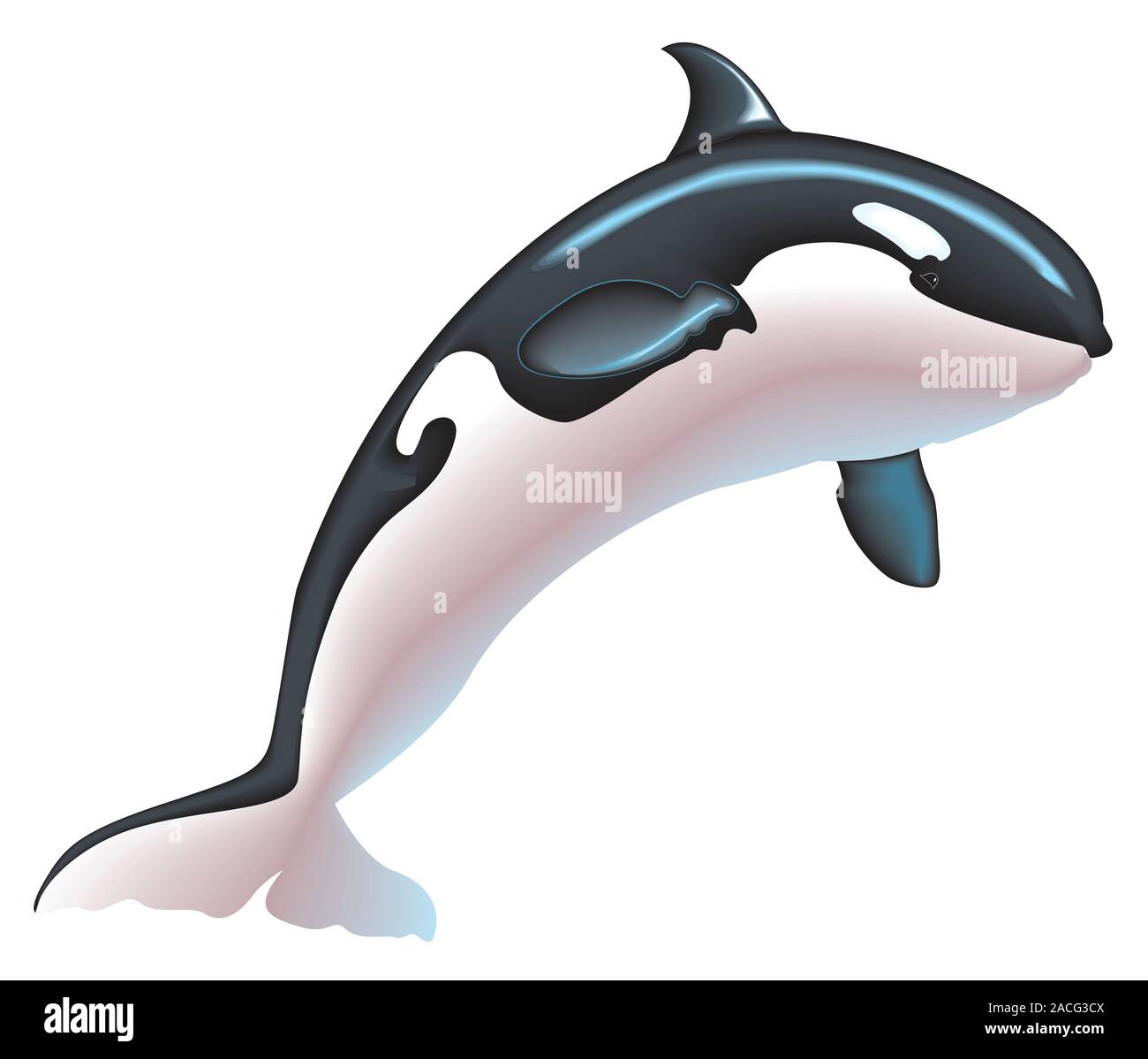 Killer whale (Orcinus orca), computer artwork Stock Photo - Alamy