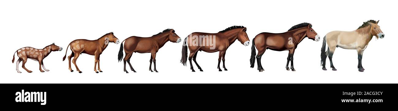 Evolution of Przewalski's horse. Artwork showing the ancestral equid ...