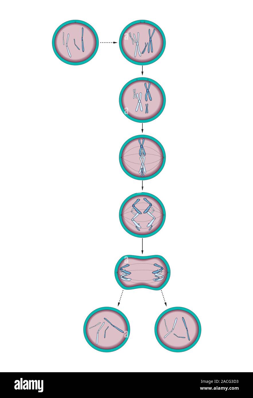 Cell division. Computer artwork of an animal cell undergoing mitosis ...