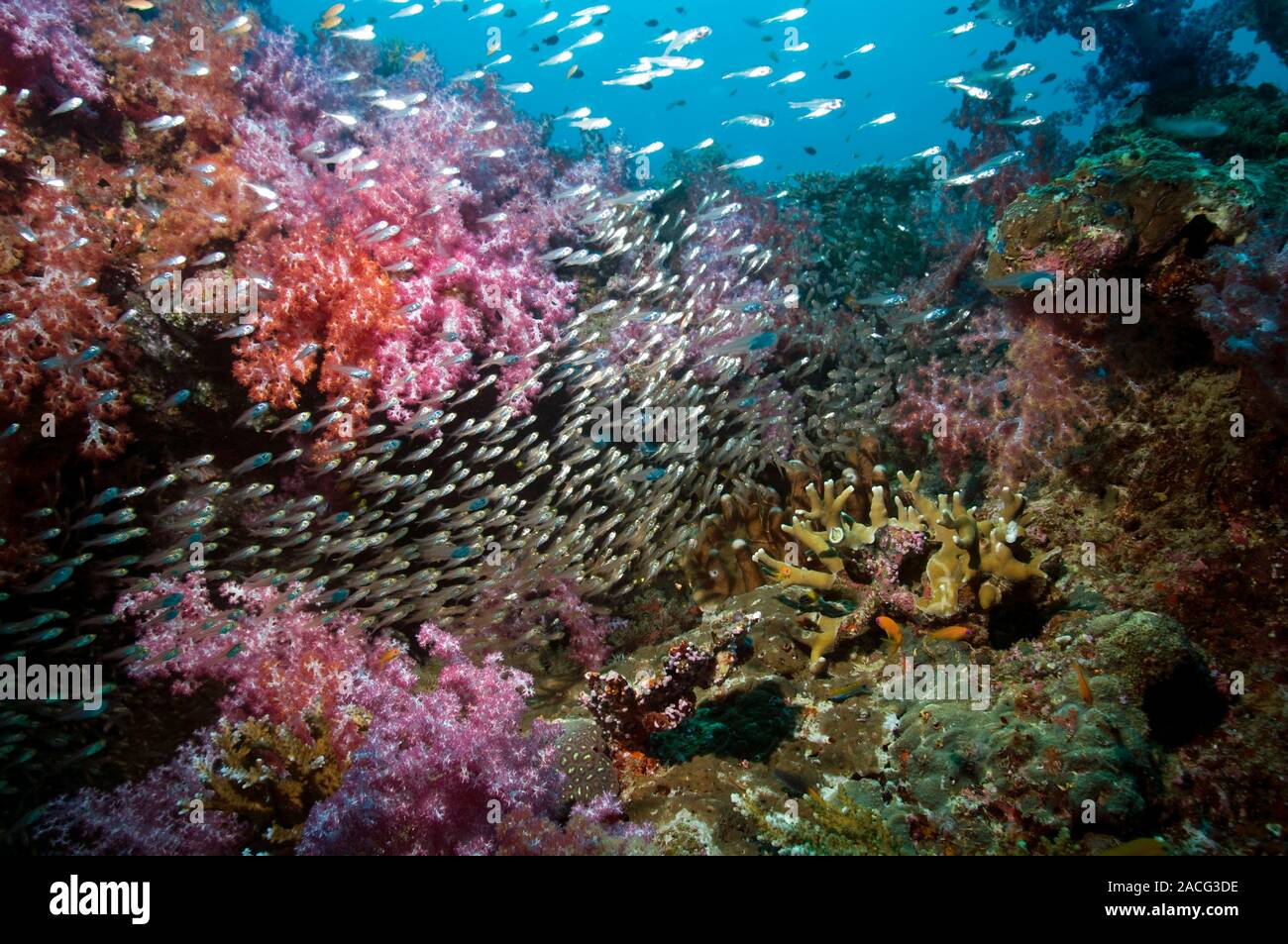 Coral reef with soft corals and and a shoal of sweepers (family ...