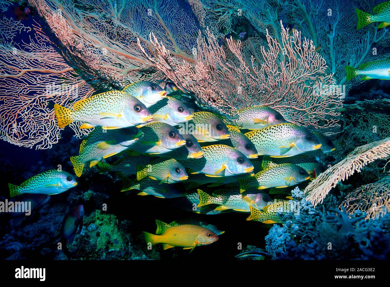 Blackspotted sweetlips (Plectorhinchus gaterinus) shoal over a coral ...
