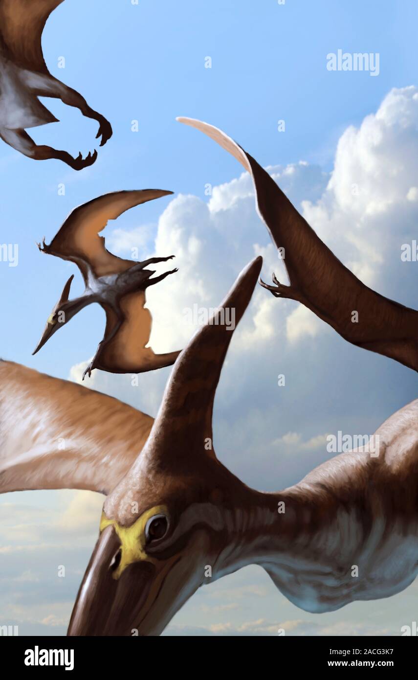Pteranodon pterosaurs in flight, artwork. Pteranodon was a flying ...