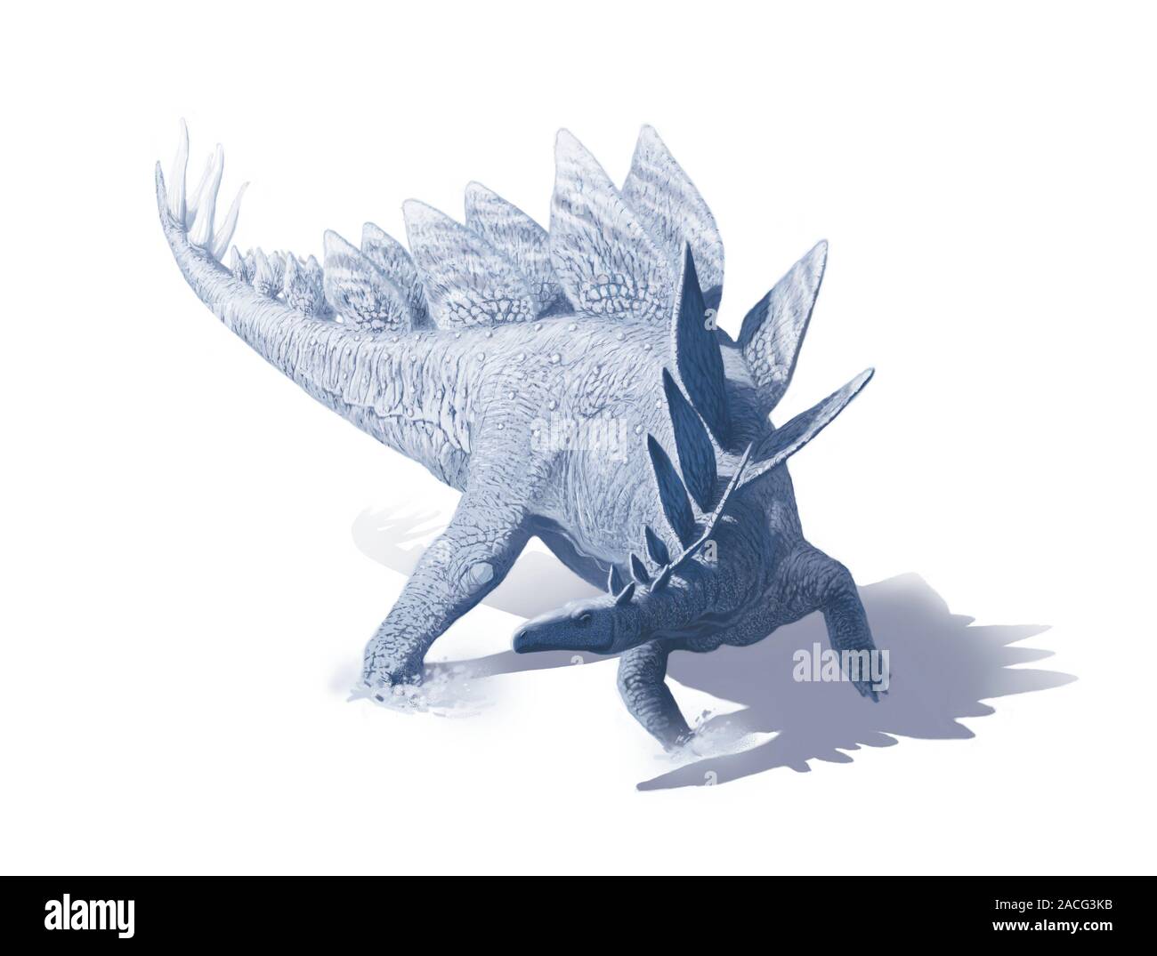 Stegosaurus dinosaur, artwork. Stegosaurs ('roofed reptiles') were ...
