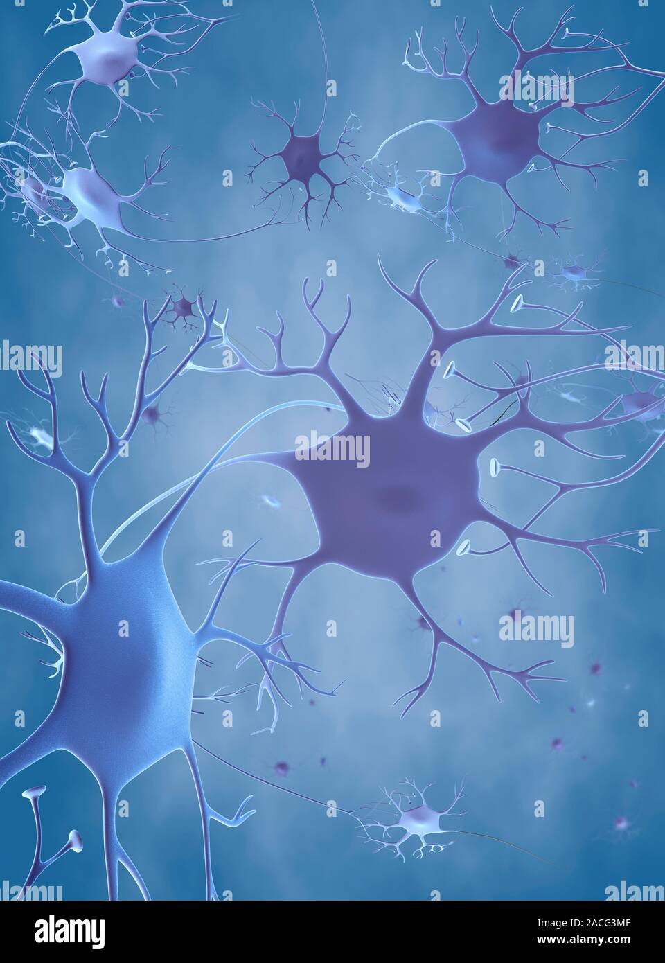 Nerve cells, computer artwork Stock Photo - Alamy