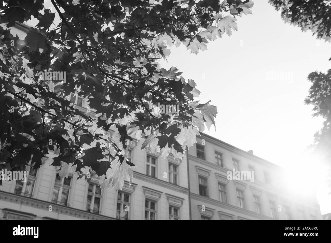 Hide in shadow under tree. View from shadow on sunny sky. Sun rising ...