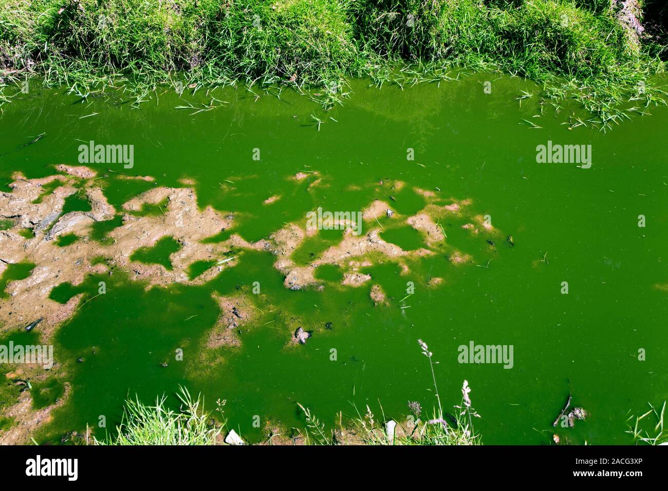 Eutrophication in a flooded field. Muddy pool on a pathway running ...