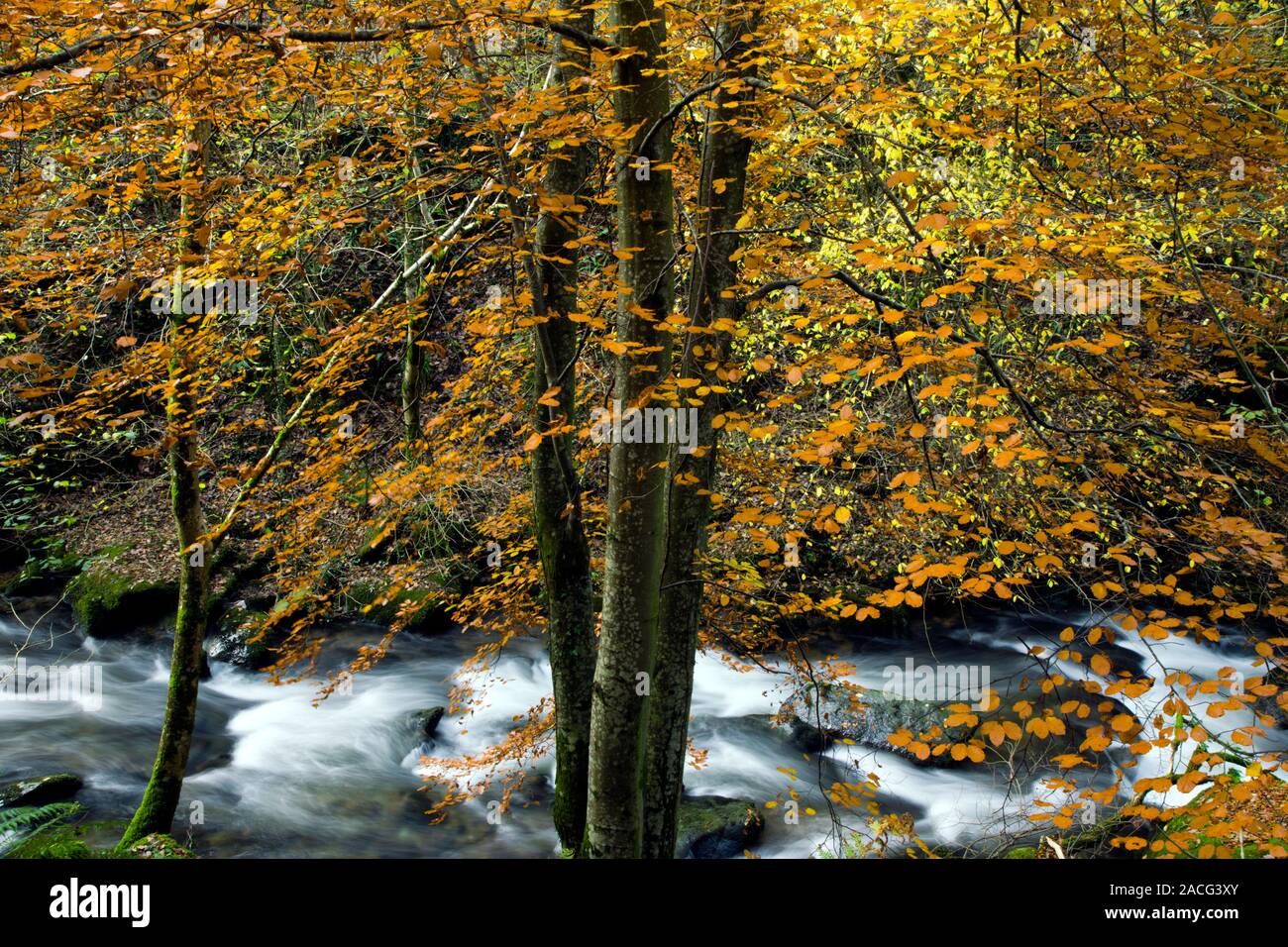 River Lyn in autumn. The Lynmouth Gorge is wooded on both sides by oak ...
