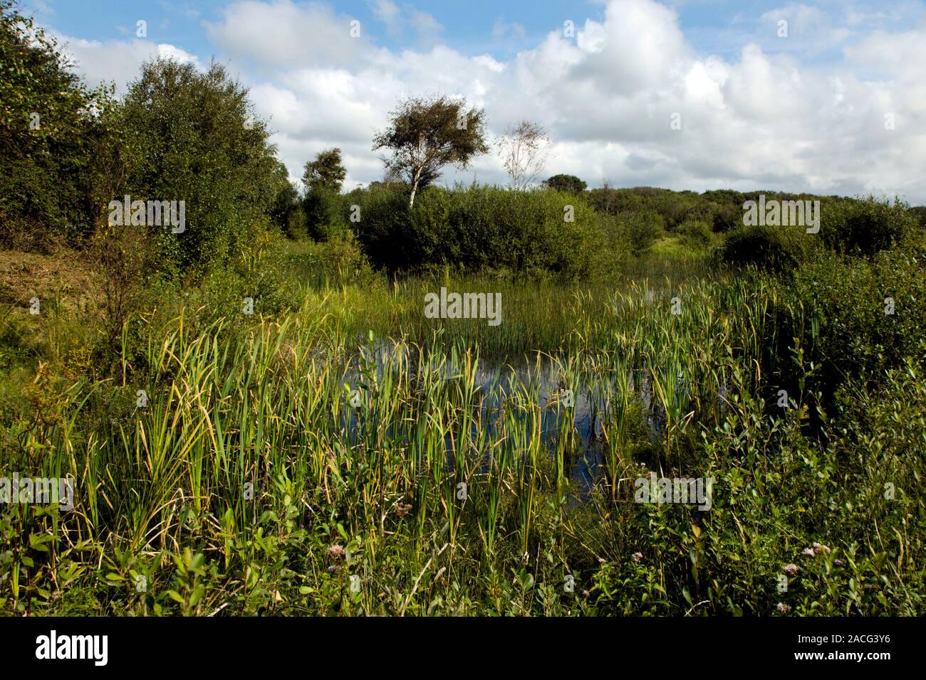 Braunton Burrows biodiversity site. This area of grey-dune slacks ...
