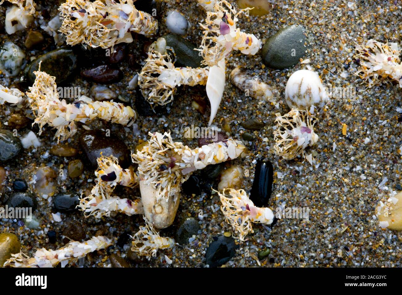 Peacock worms (Sabella pavonina) at low tide, among sand and rocks ...