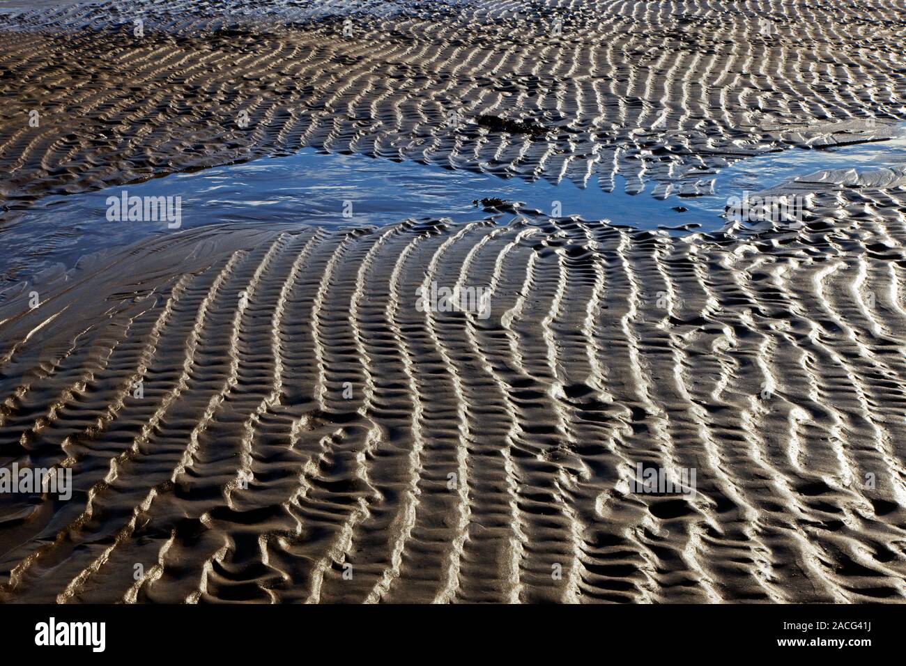 Sand ripples at low tide. The exposed sand shows the ripple pattern ...