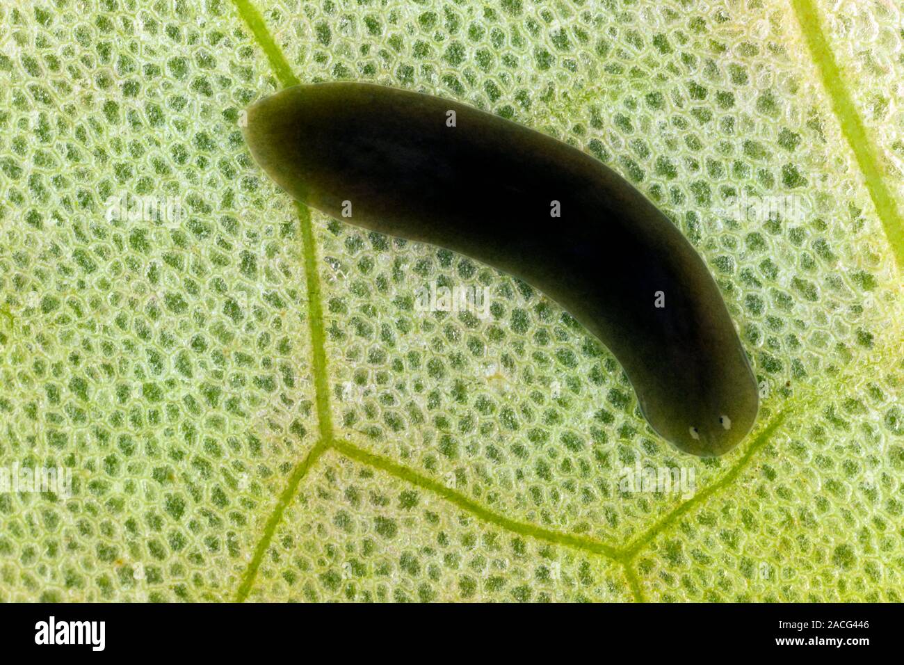 Flatworm on a leaf. Light micrograph of an unsegmented flatworm ...