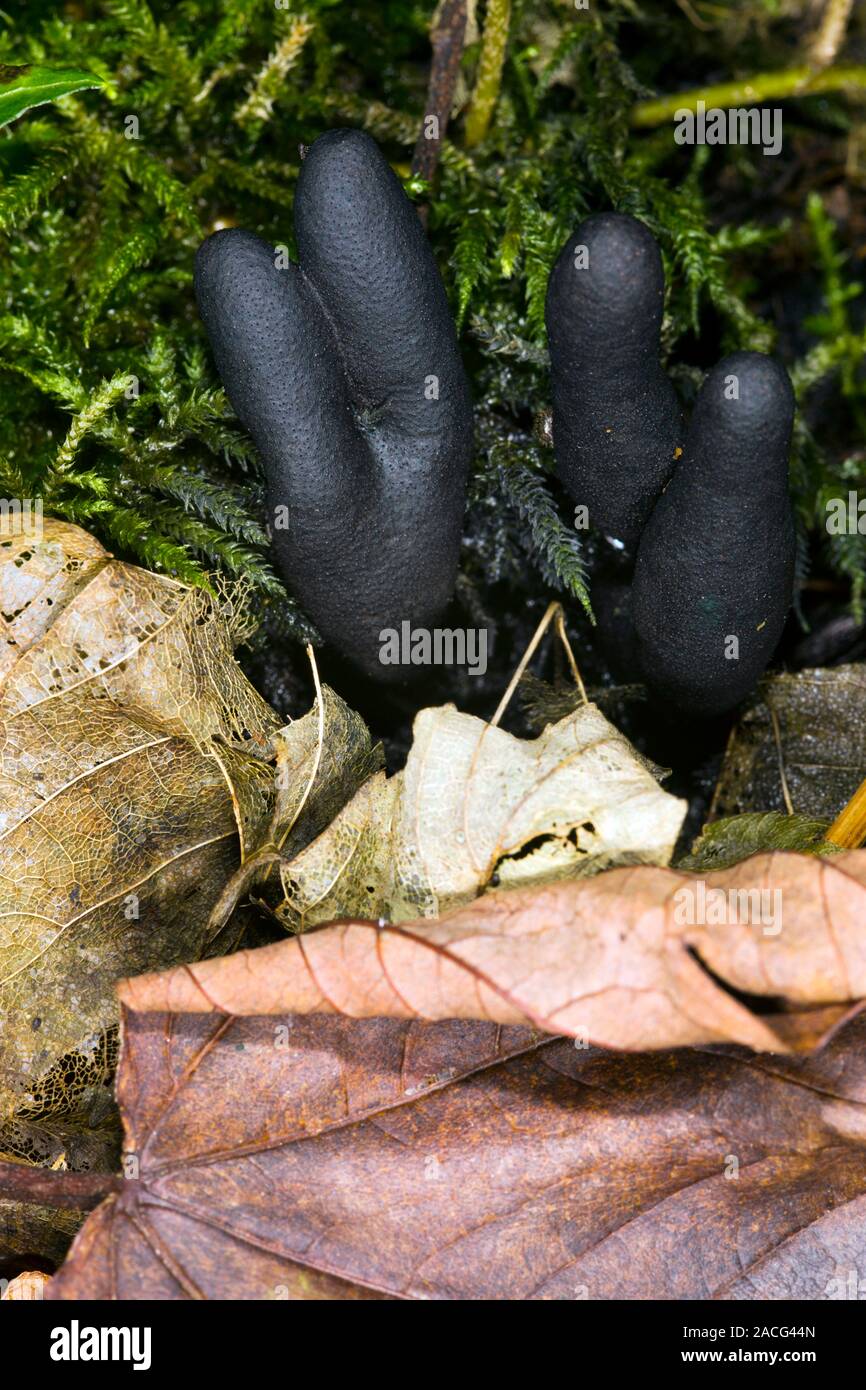 Dead man's fingers (Xylaria polymorpha) fungi. This inedible fungus ...