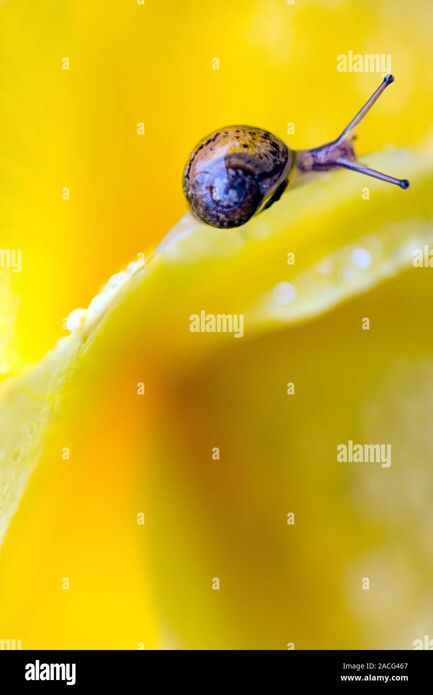 Garden snail. Young garden snail (Helix aspersa) feeding on a petal of ...