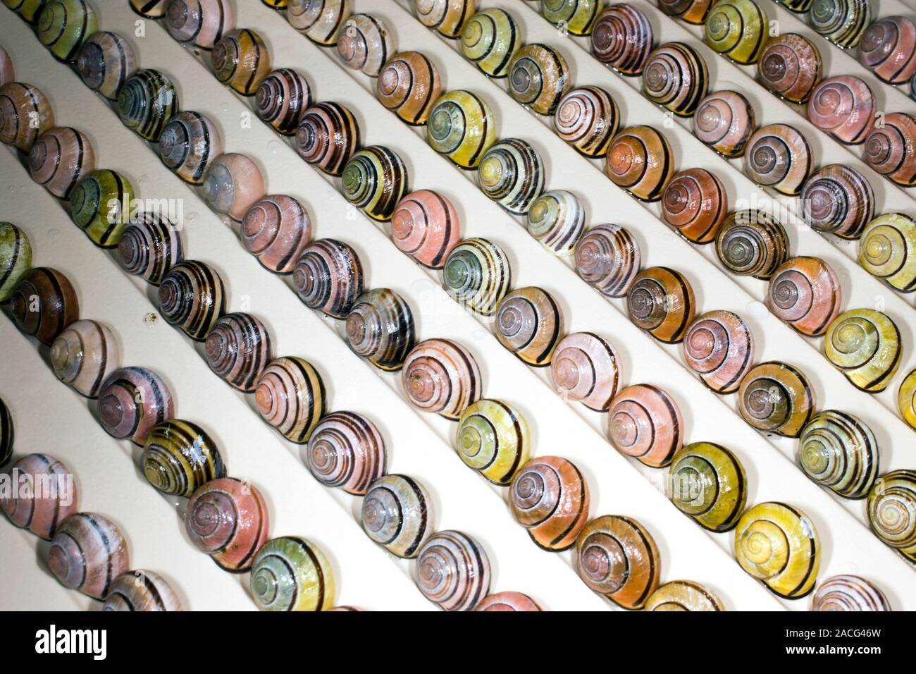 Brown-lipped snail colour variants. Collection of brown-lipped snail ...