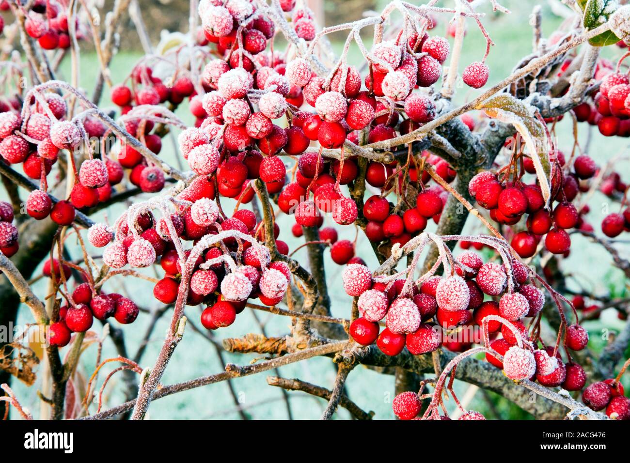Frosted Viburnum fruit. The fruit of the Viburnum plant is a spherical ...