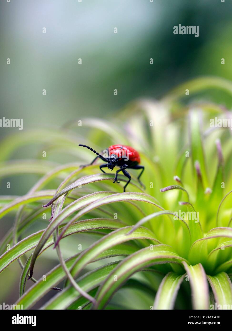 Lily beetle (Lilioceris lilii) on a lily (Lilium regale) plant. Lily ...