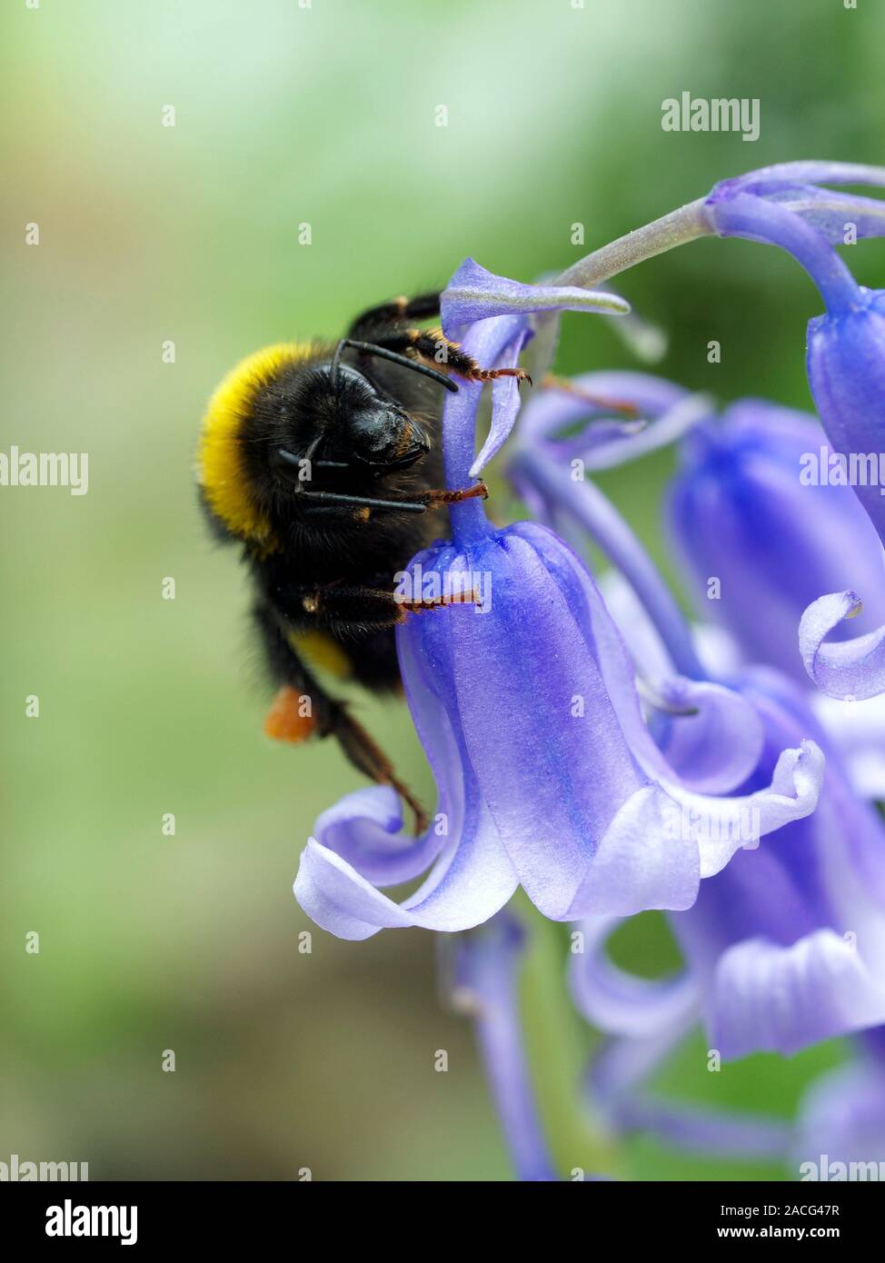 Bumblebee resting on a bluebell. Close-up of a buff-tailed bumblebee ...