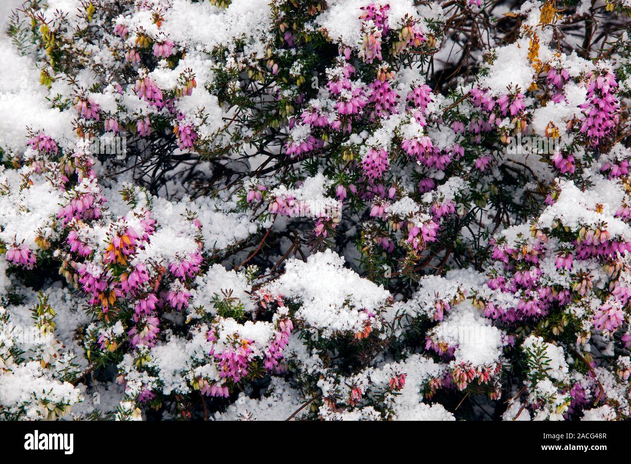 Heather flowers covered in snow. Winter-flowering heather plant lightly ...