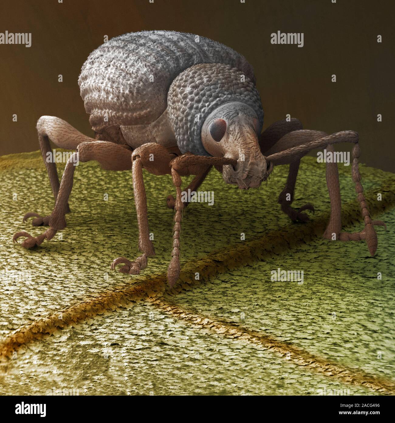 Black vine weevil. Coloured scanning electron micrograph (SEM) of a ...