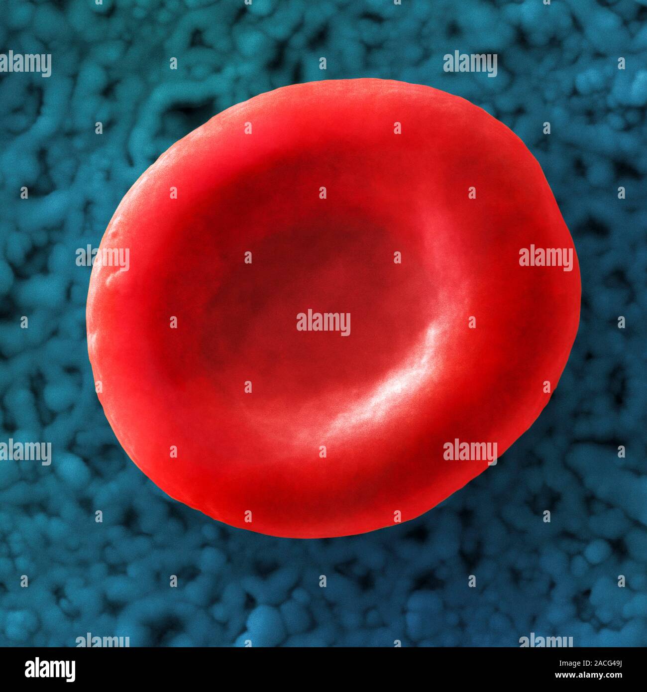Red blood cell, coloured scanning electron micrograph (SEM). Red blood ...