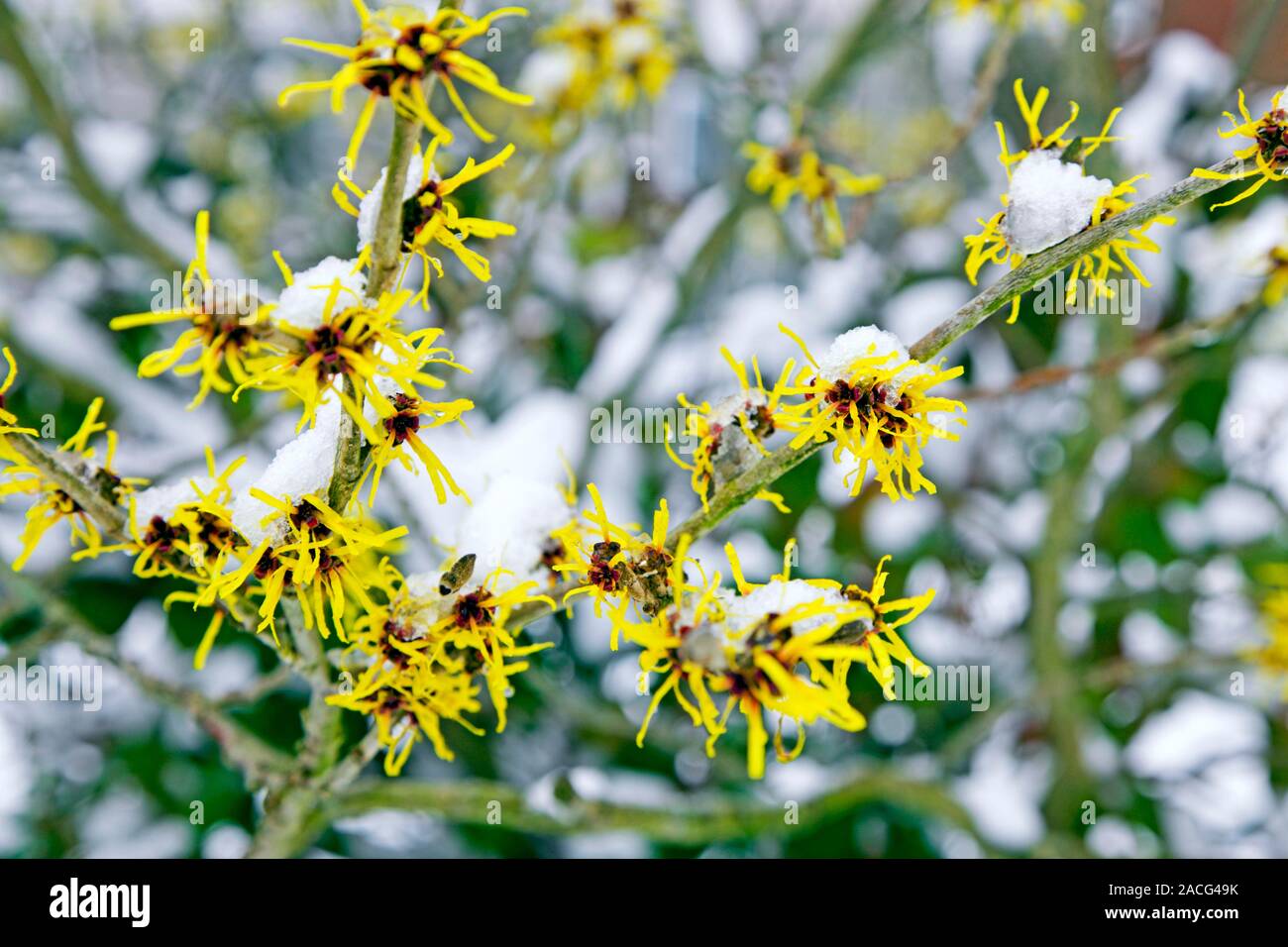 Witch-hazel flowers and snow. Cluster of flowers from the witch-hazel ...