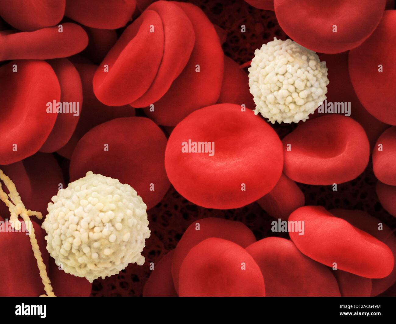 Blood cells. Coloured scanning electron micrograph (SEM) of red blood ...