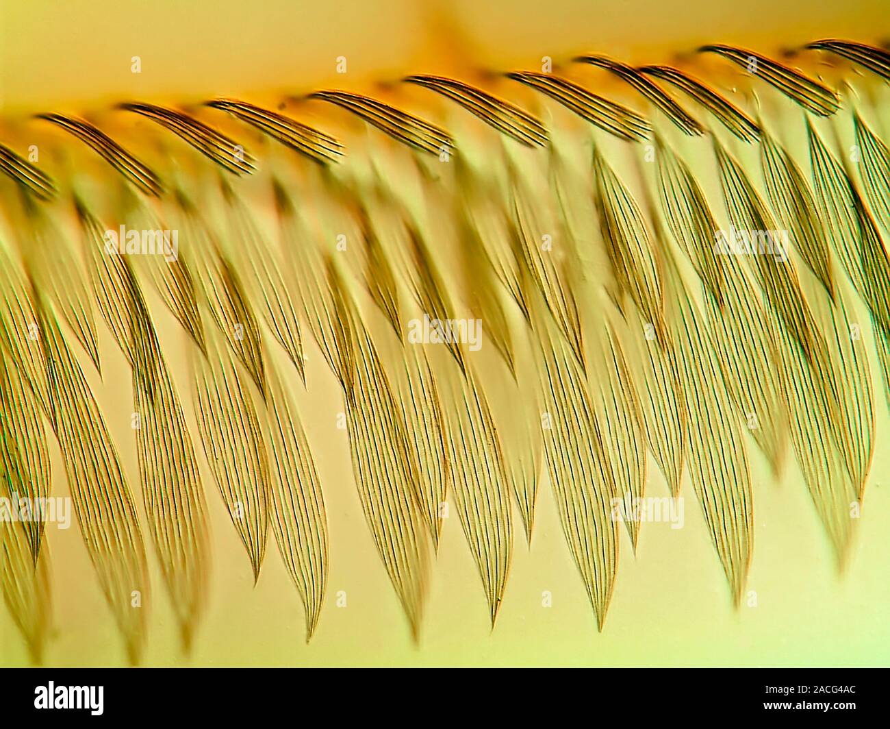Mosquito wing. Differential interference contrast micrograph of the ...