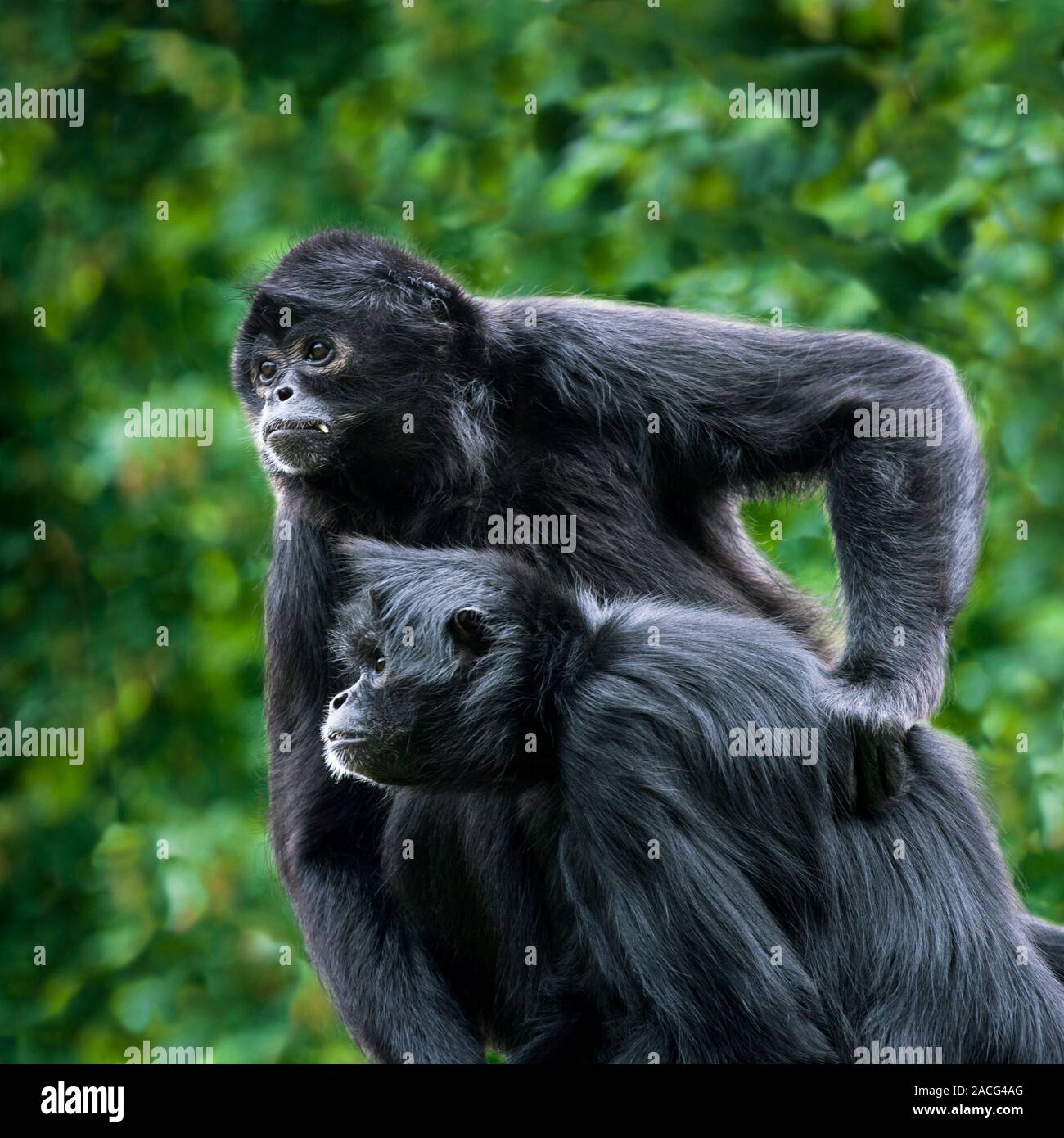 Colombian black-faced spider monkeys (Ateles fusciceps robustus). These ...