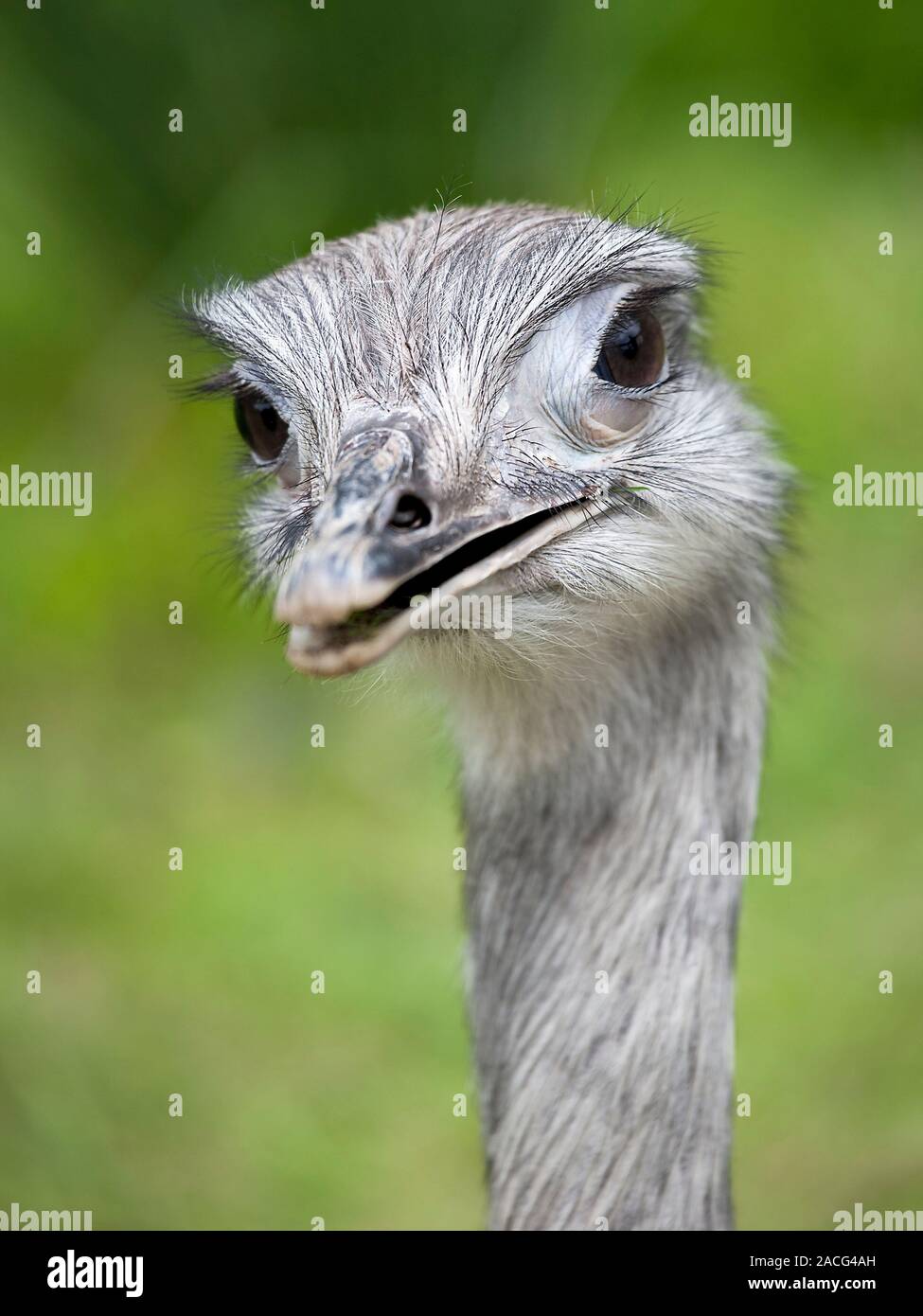 Greater rhea. Head of the greater rhea (Rhea americana), a South ...