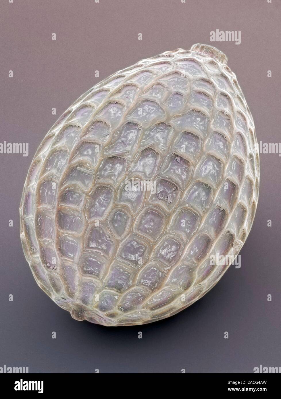 Foraminiferan. Coloured scanning electron micrograph (SEM) of the ...