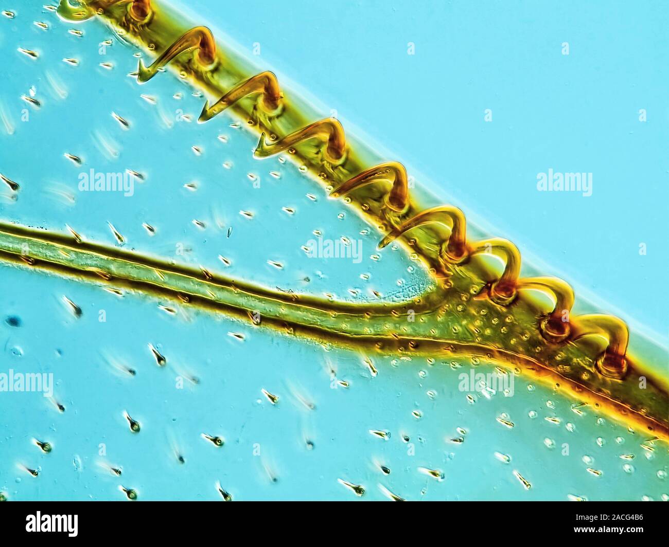 Honey bee wing hamuli. Light micrograph of the edge of the wing of a ...