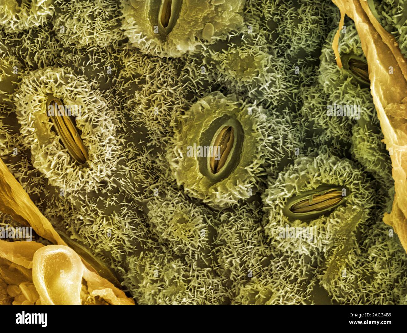 English oak leaf pores. Coloured scanning electron micrograph (SEM) of ...