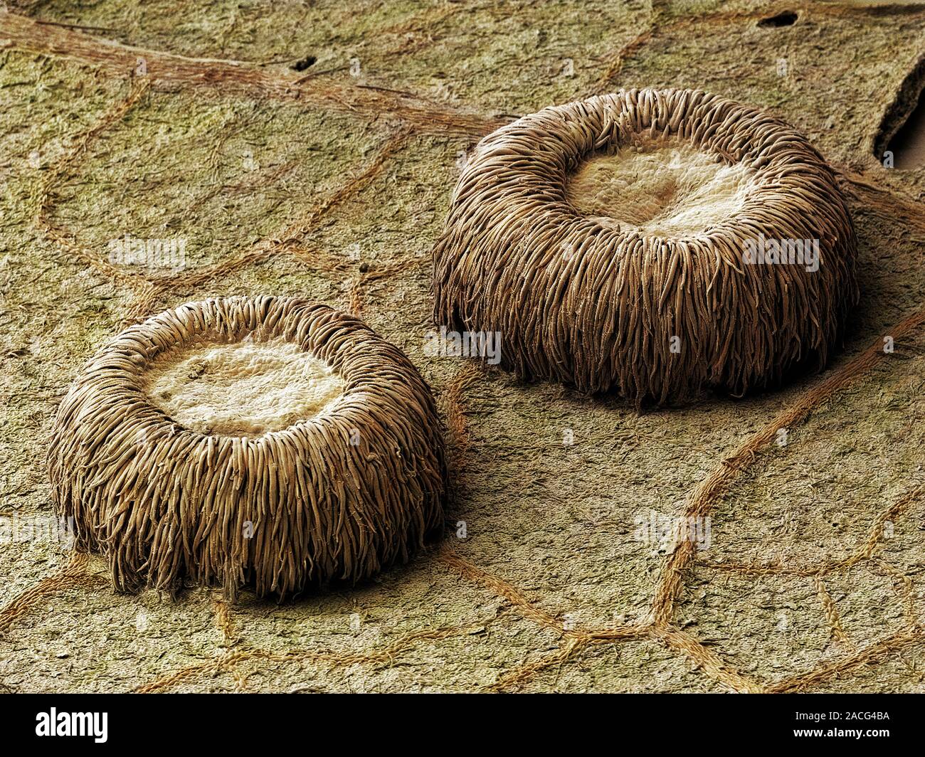 Spangle galls on an oak leaf. Coloured scanning electron micrograph ...