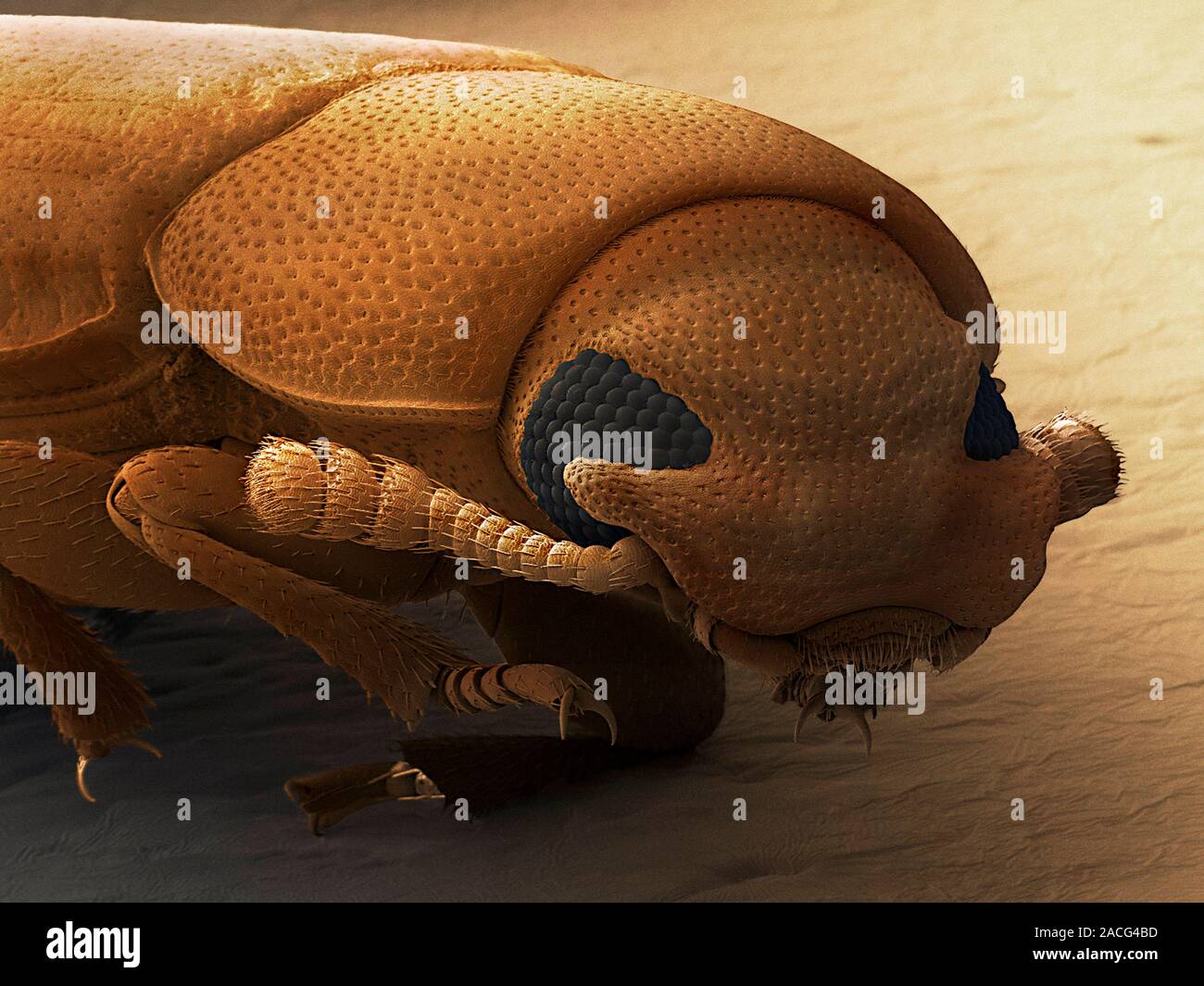 Red flour beetle. Coloured scanning electron micrograph (SEM) of the ...