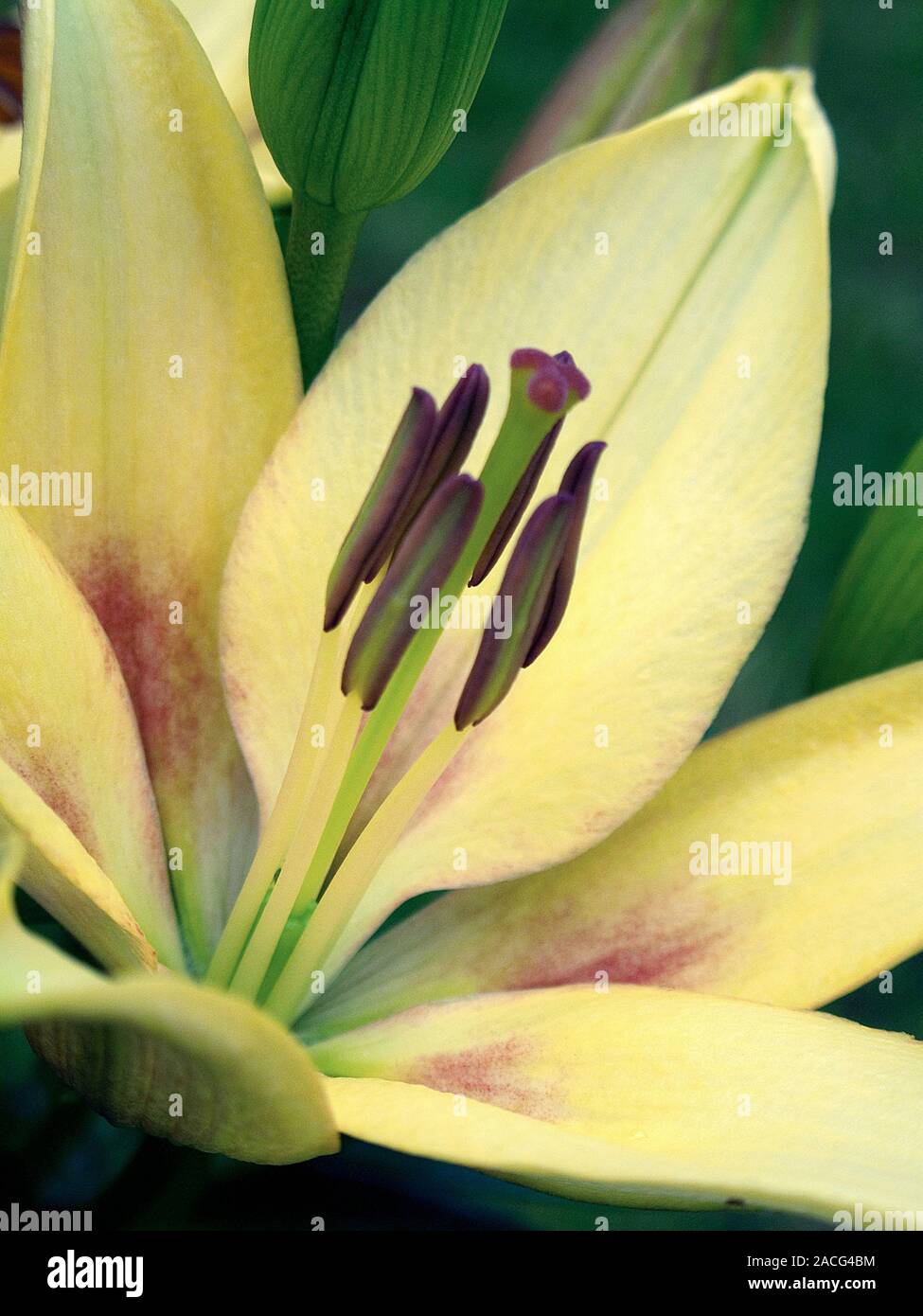 Asiatic lily (Lilium sp.) flower Stock Photo - Alamy