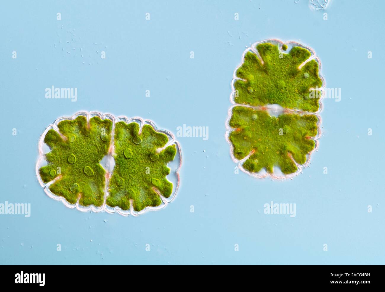 Green alga. Differential interference contrast micrograph of the desmid ...