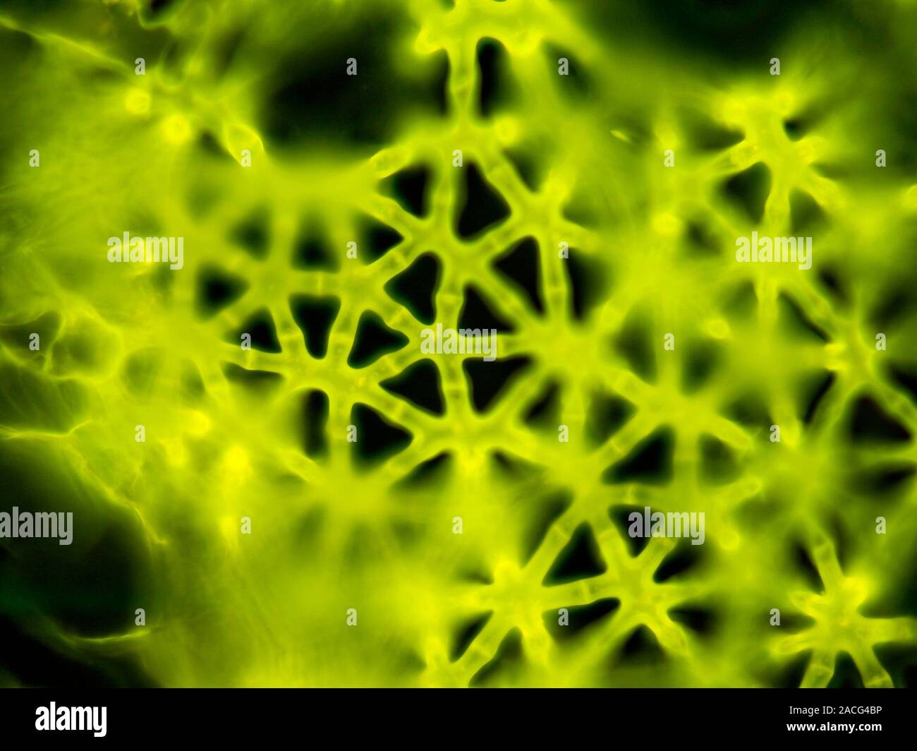 Soft rush stem. Fluorescent light micrograph of a cross section through ...