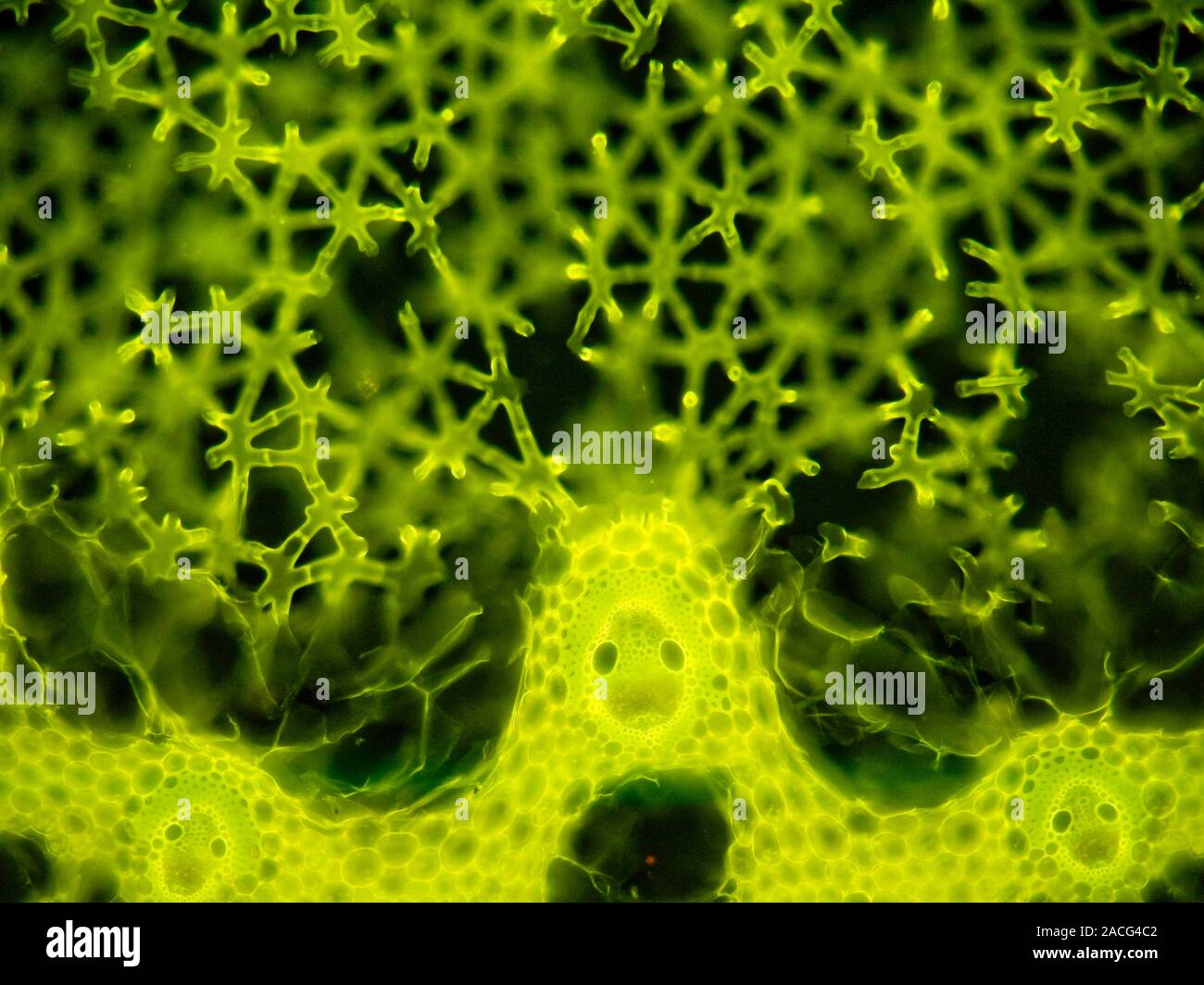Soft rush stem. Fluorescent light micrograph of a cross section through ...